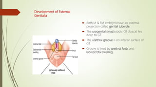 Developmental (Embryological) Aspects of Reproductive System | PPTX