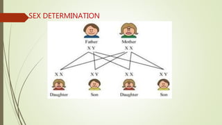 Developmental (Embryological) Aspects of Reproductive System | PPTX