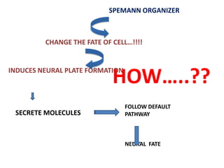Neurulation | PPTX