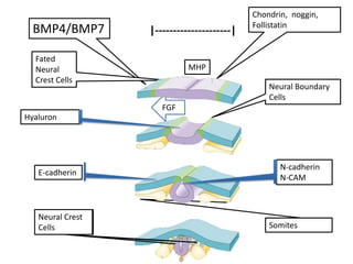 Neurulation | PPTX