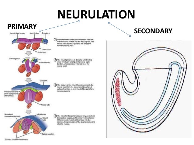 neurulation - définition - C'est quoi