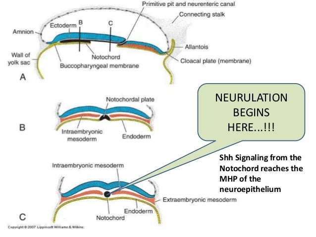 Neurulation