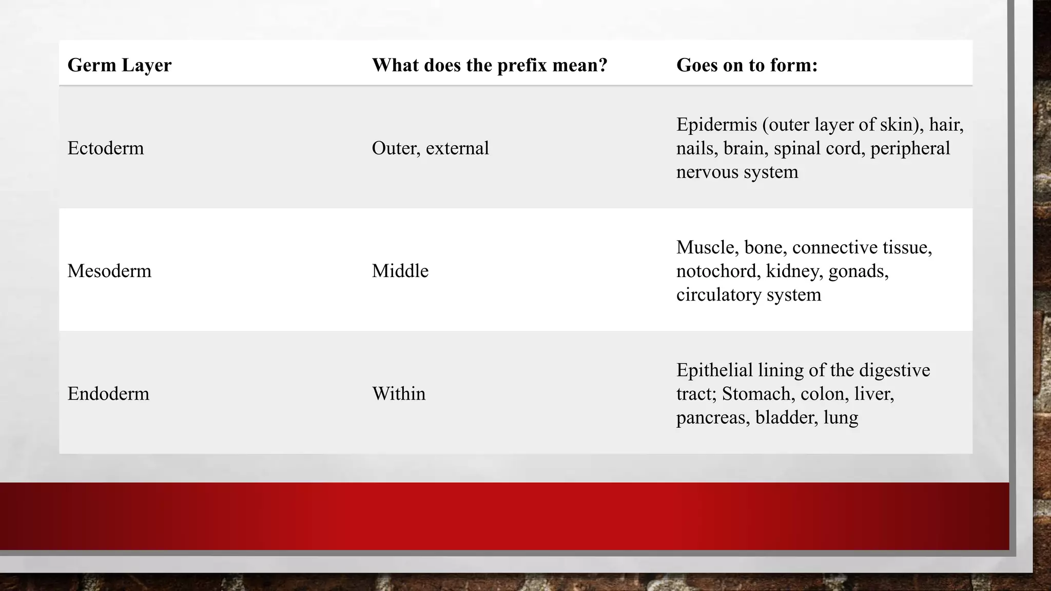 Early Vertebrate development | PPTX