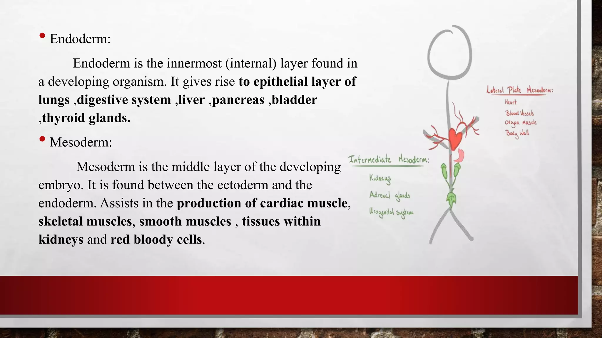 Early Vertebrate development | PPTX