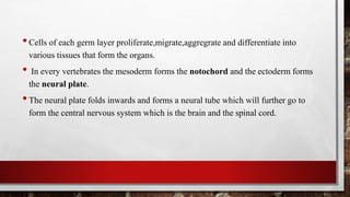 Early Vertebrate development | PPTX