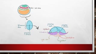 Early Vertebrate development | PPTX