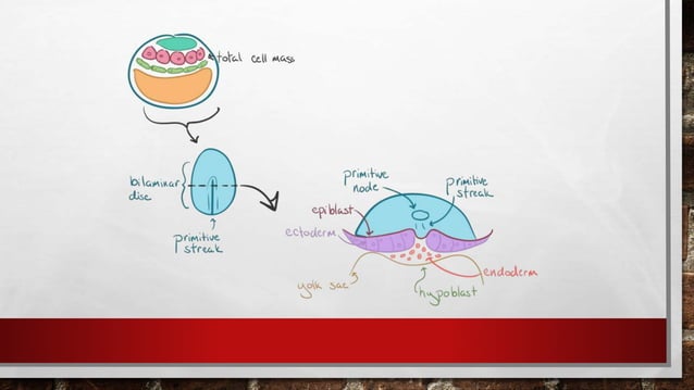 Early Vertebrate development | PPTX