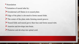Early Vertebrate development | PPTX