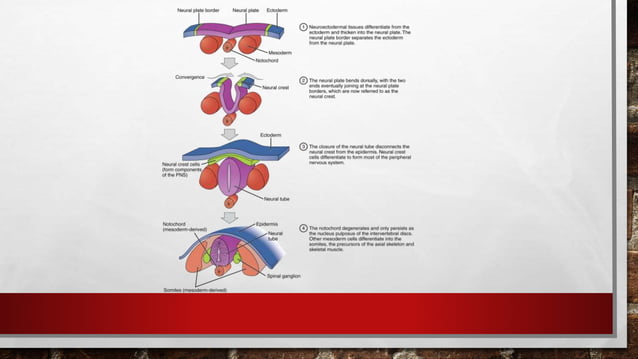 Early Vertebrate development | PPTX