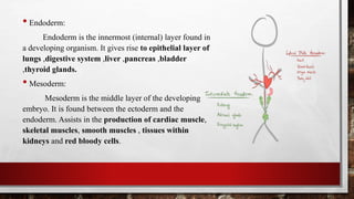 Early Vertebrate development | PPTX
