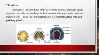 Early Vertebrate development | PPTX