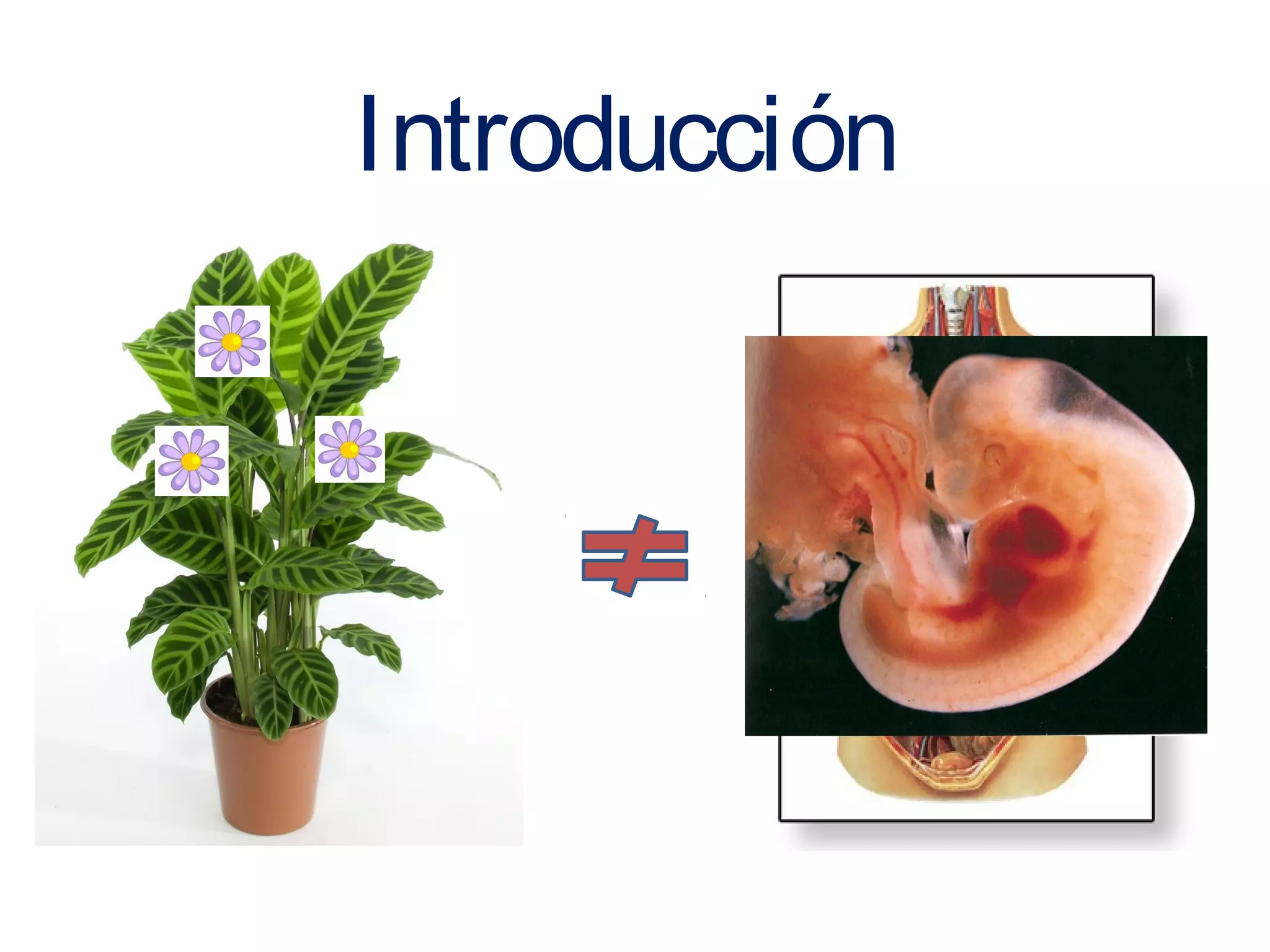 Biología del Desarrollo Vegetal | PPT