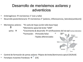 Biología del Desarrollo Vegetal | PPT