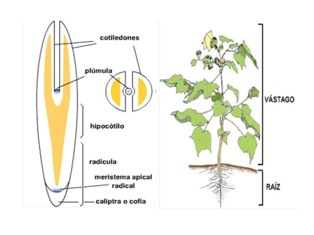 Biología del Desarrollo Vegetal | PPT