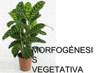 Biología del Desarrollo Vegetal | PPT