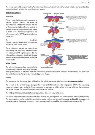 Developmental biology | PDF