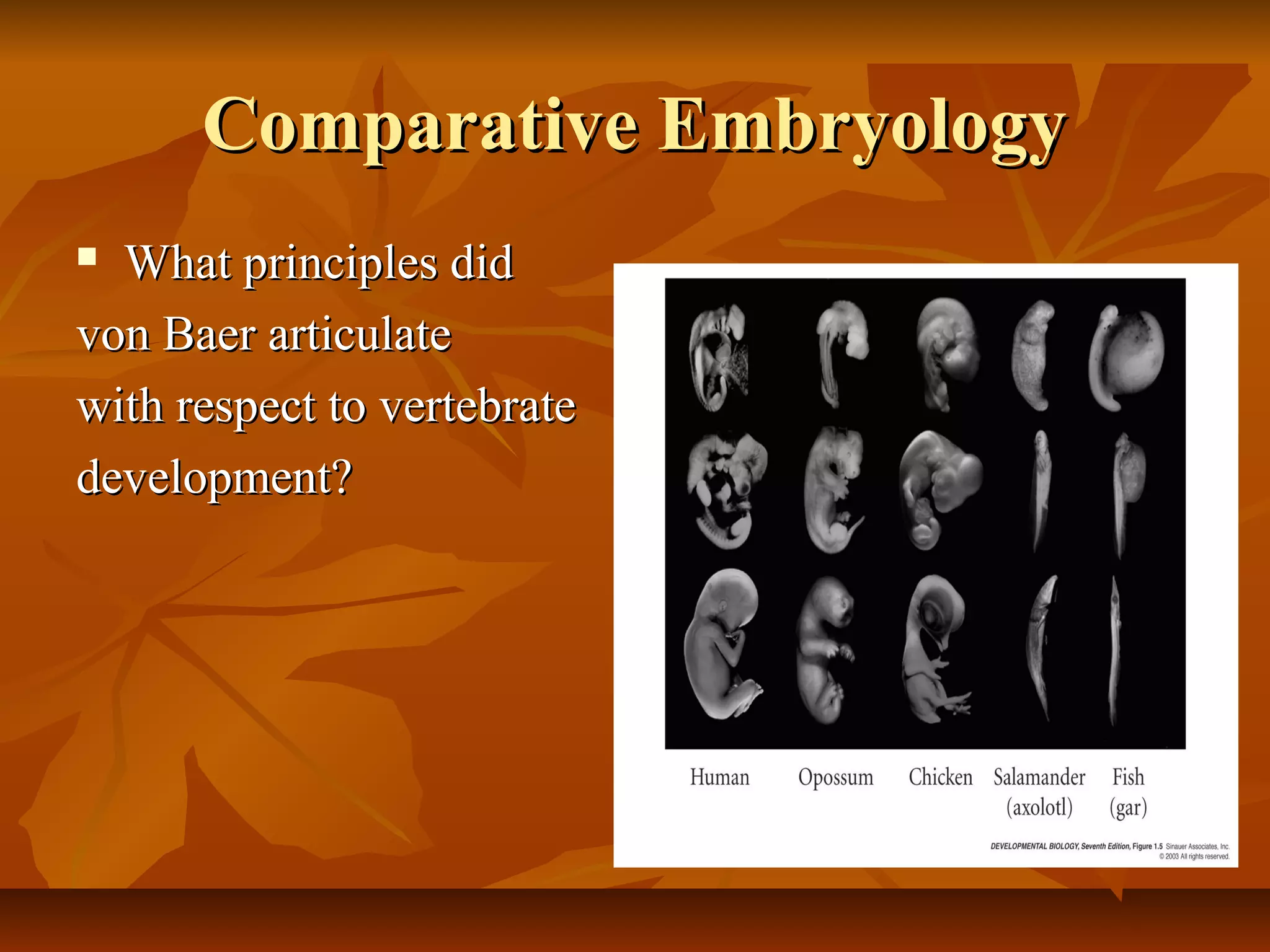 Developmental biology | PPT