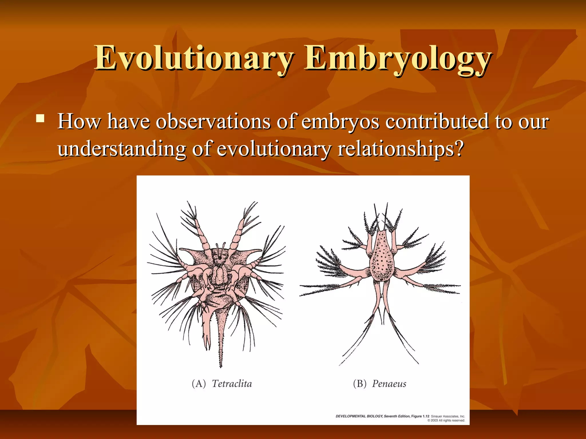 Developmental biology | PPT
