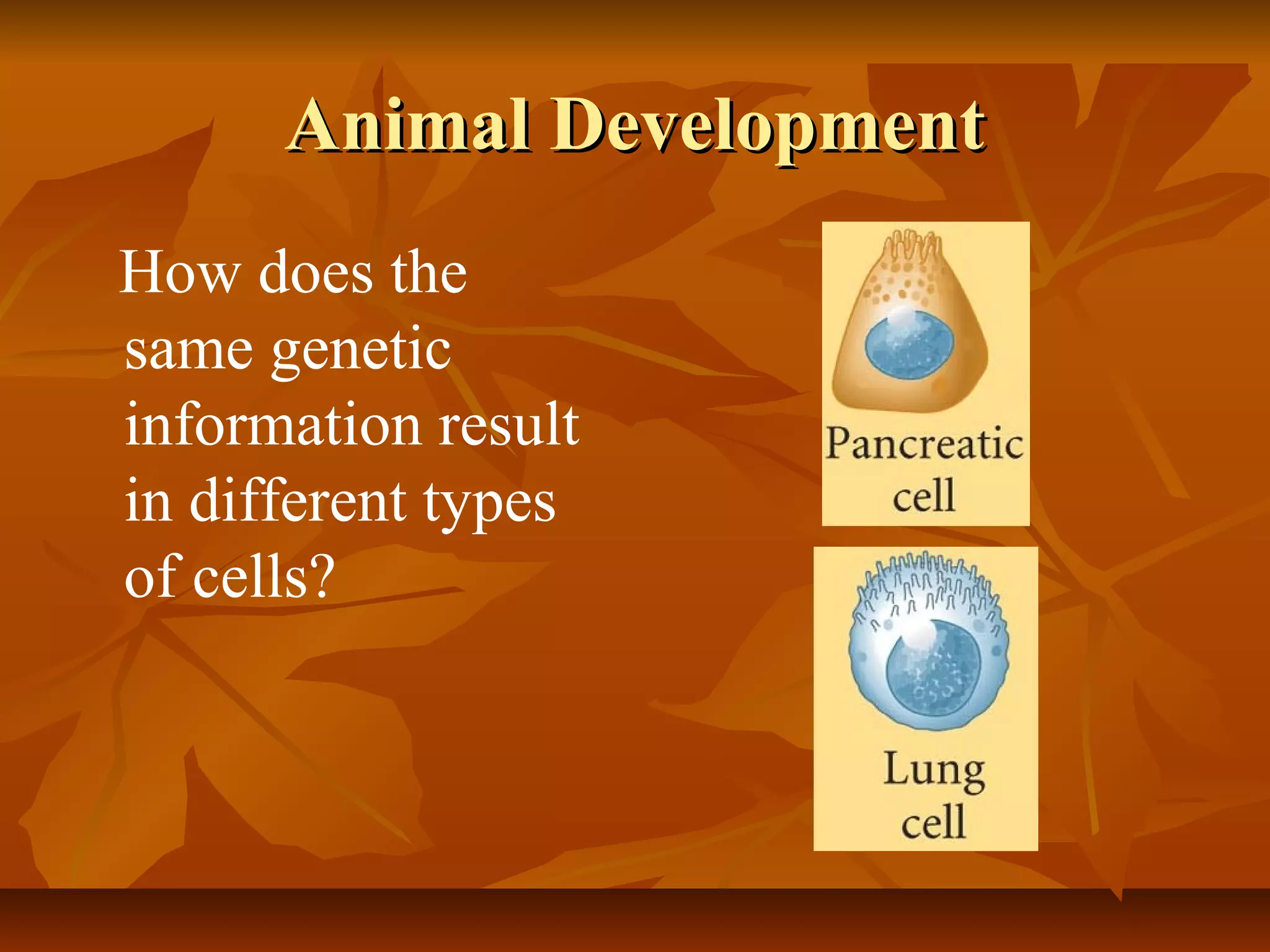 Developmental biology | PPT