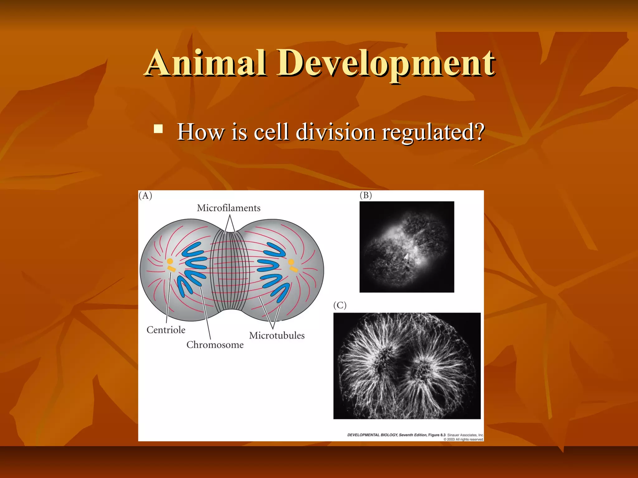 Developmental biology | PPT