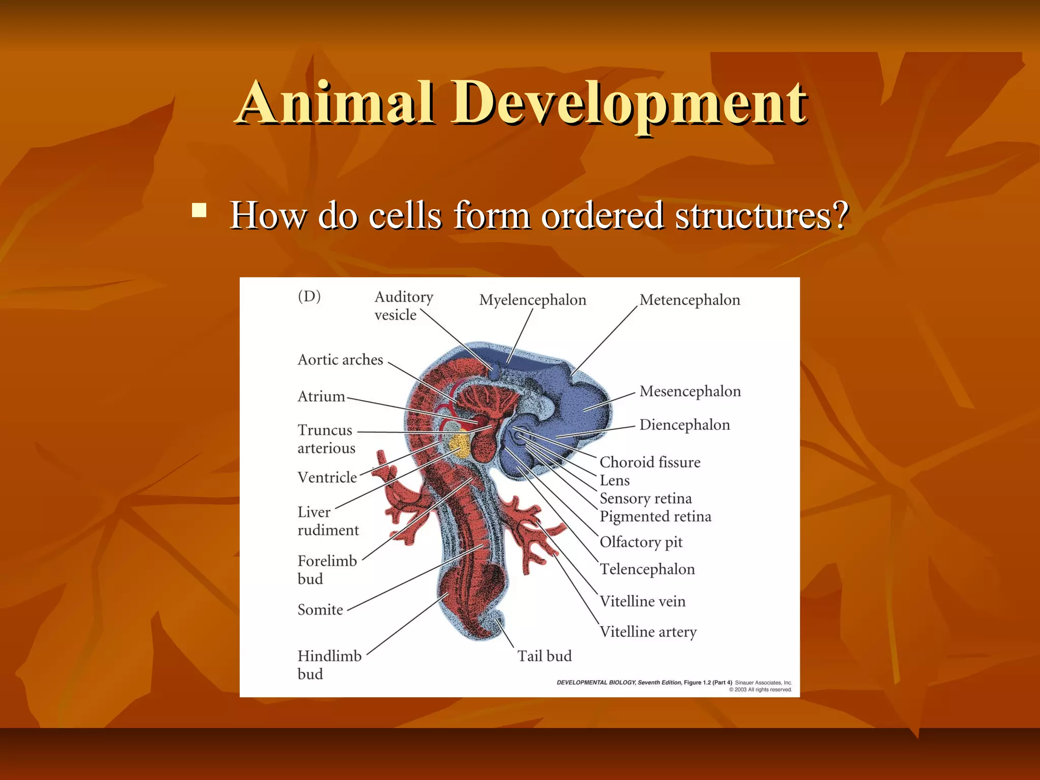 Developmental biology | PPT