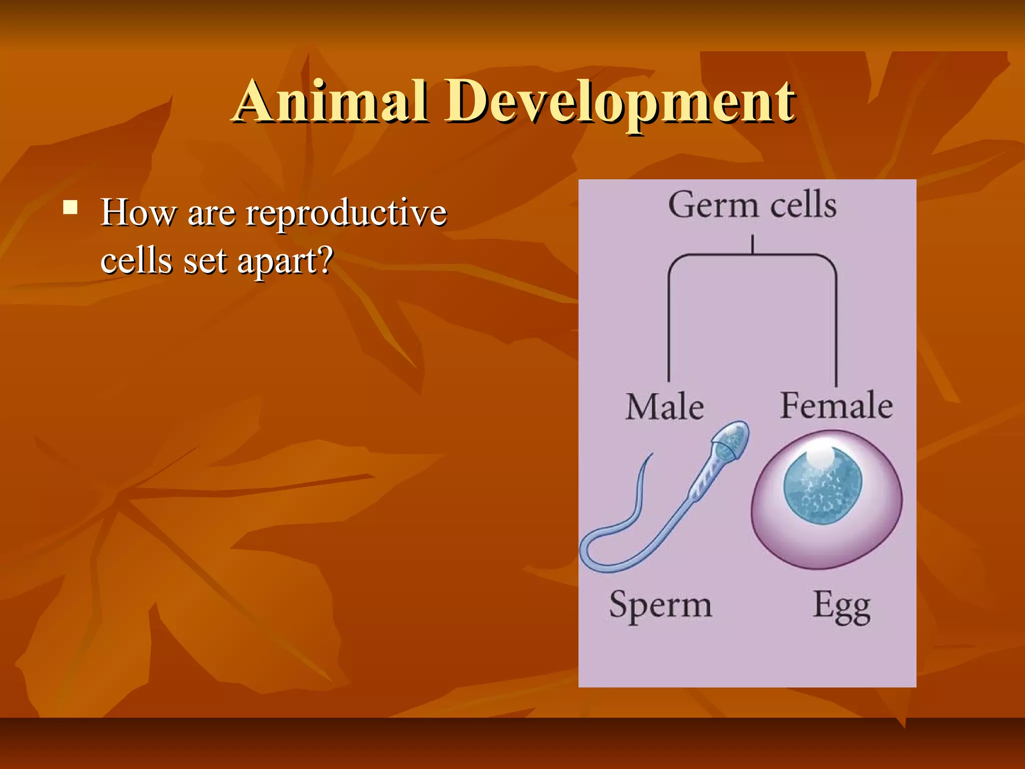 Developmental biology | PPT