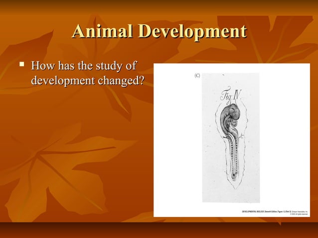 Developmental biology | PPT