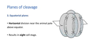 Developmental biology | PPTX