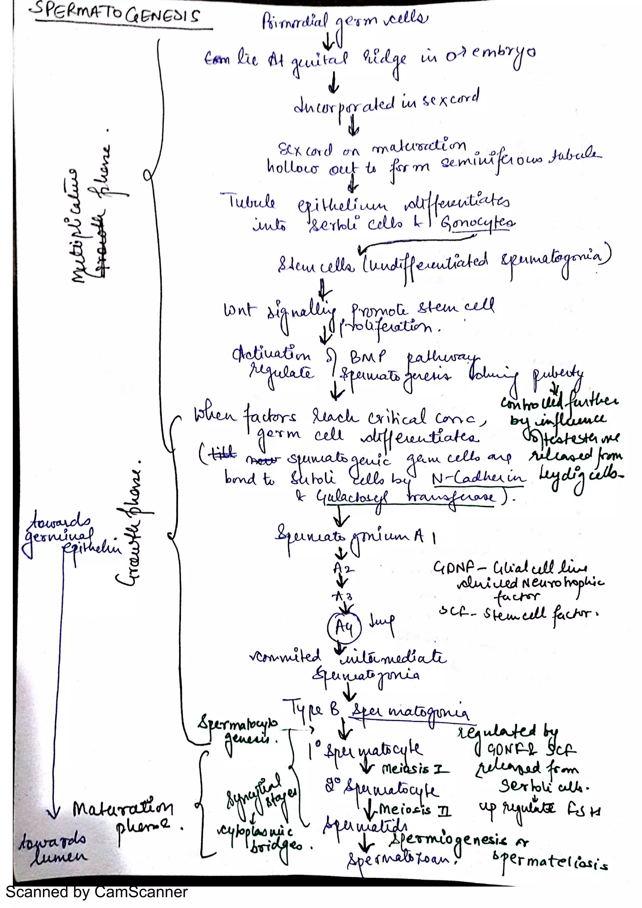 Developmental biology notes-Zoology, third year, Delhi University | PDF