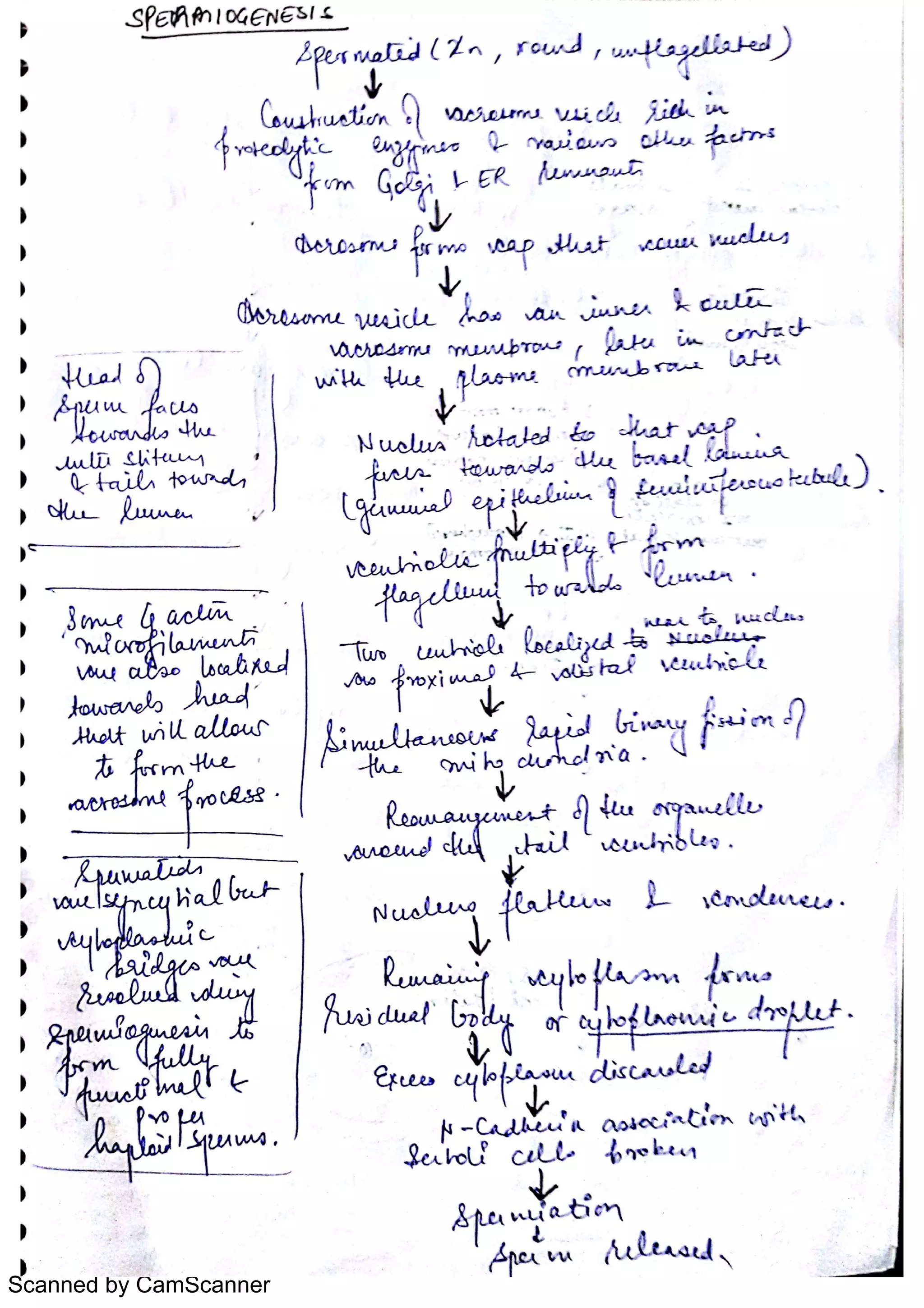 Developmental biology notes-Zoology, third year, Delhi University | PDF