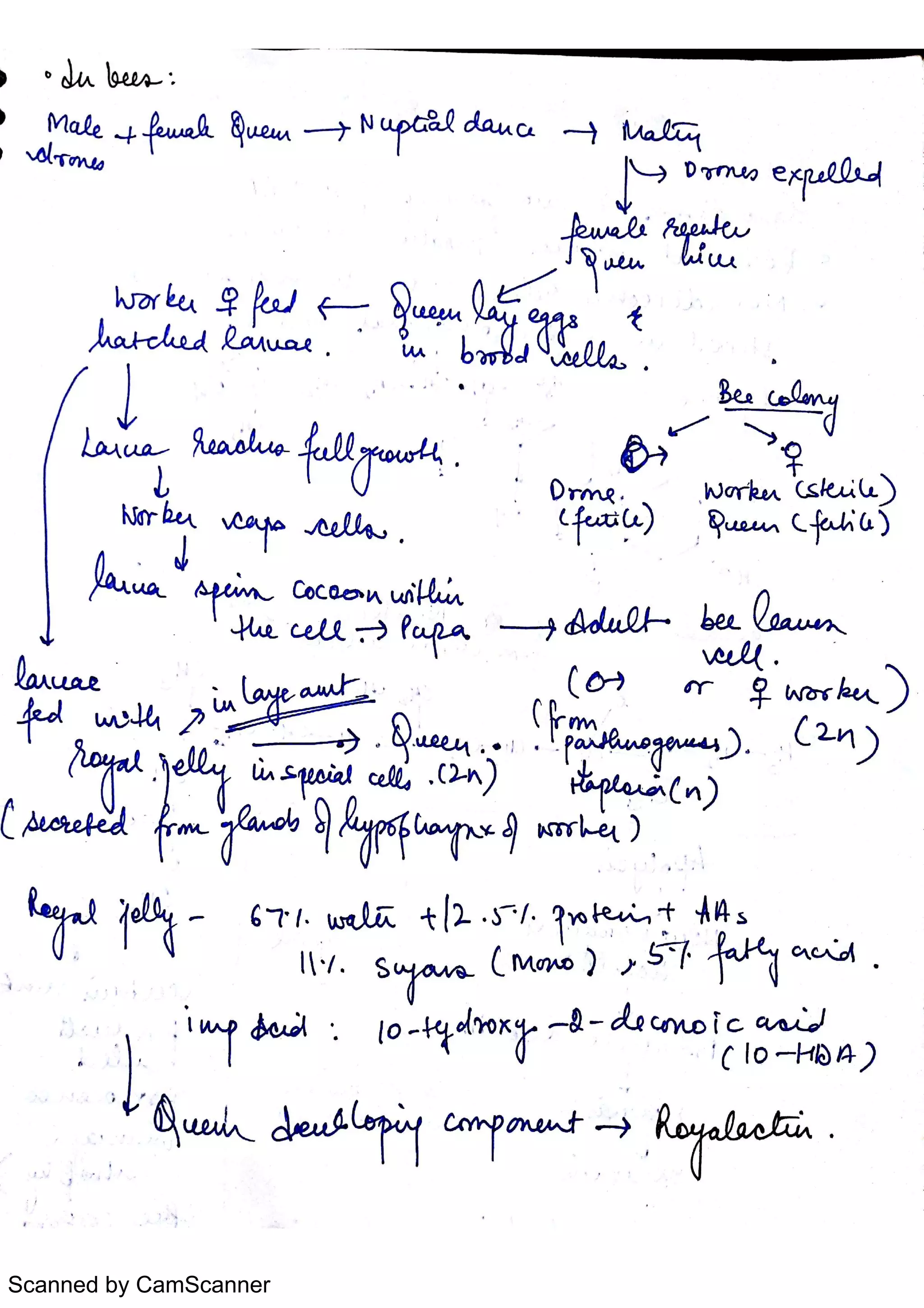 Developmental biology notes-Zoology, third year, Delhi University | PDF
