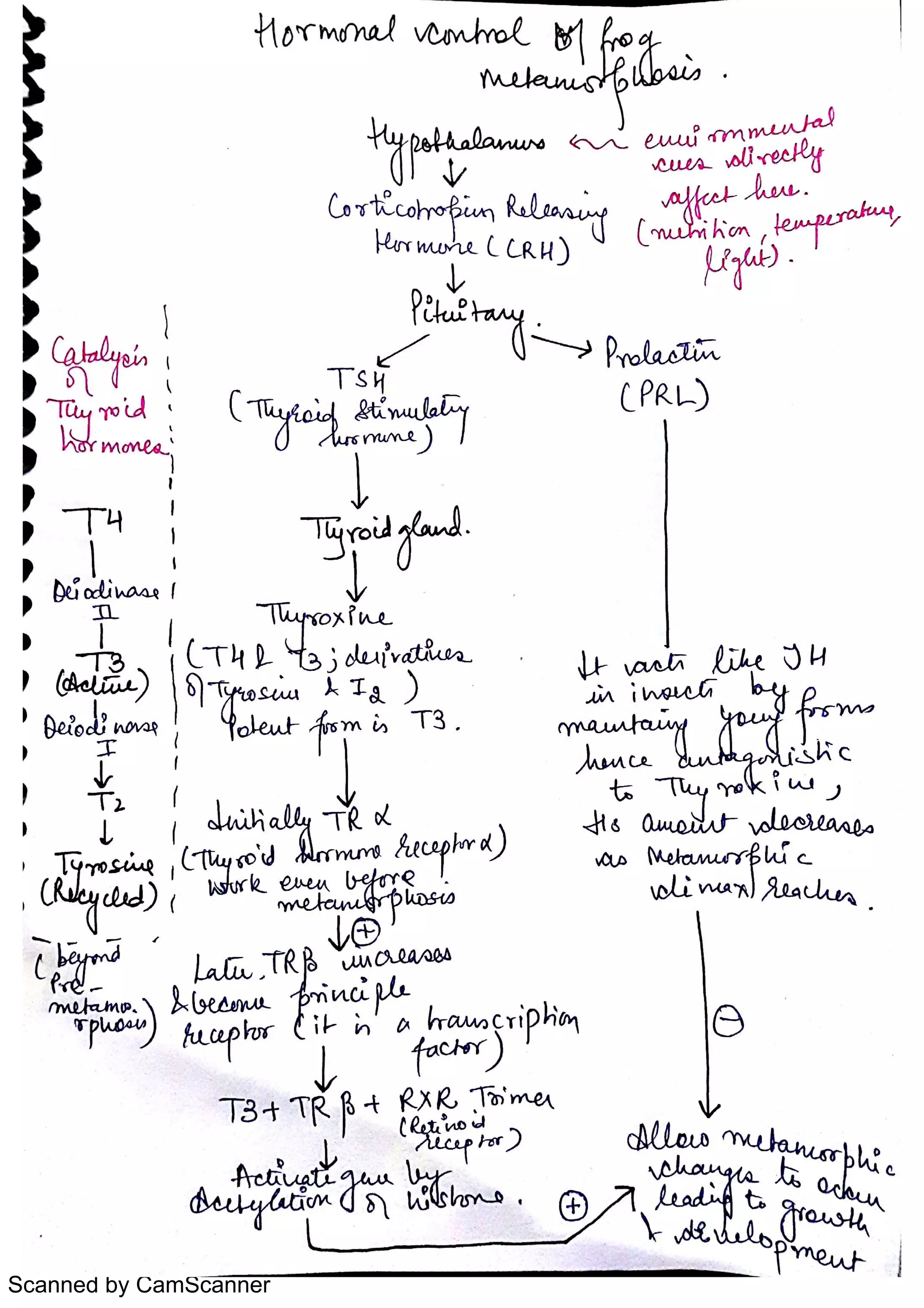 Developmental biology notes-Zoology, third year, Delhi University | PDF