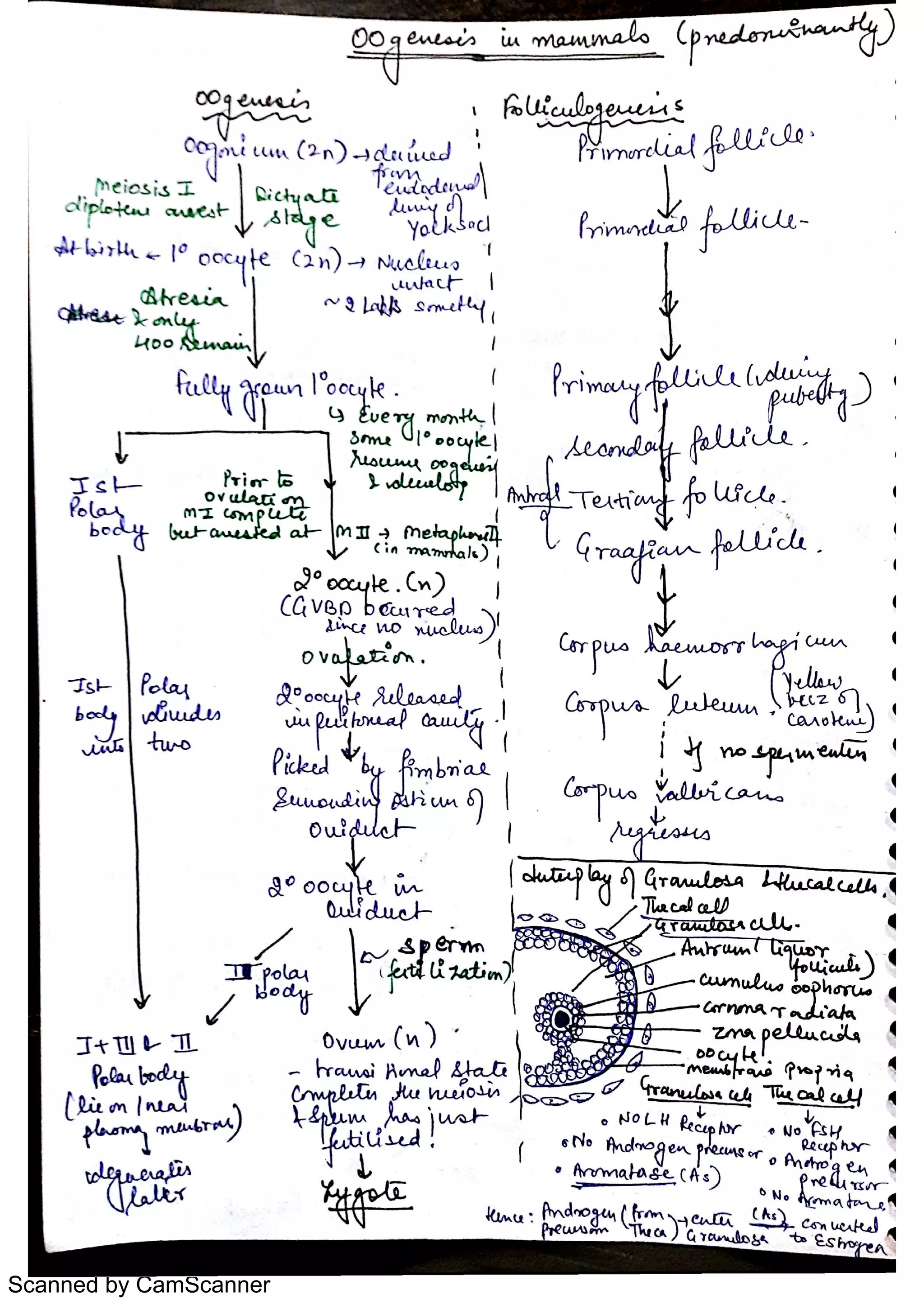 Developmental biology notes-Zoology, third year, Delhi University | PDF