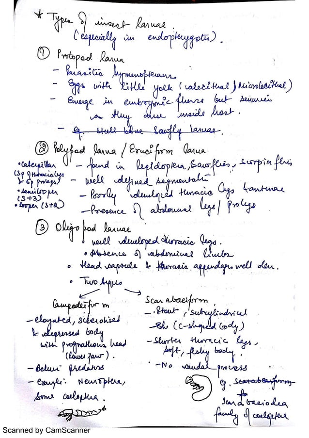 Developmental biology notes-Zoology, third year, Delhi University | PDF