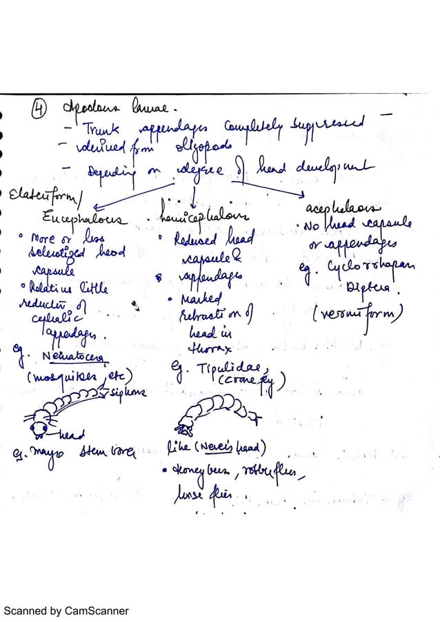 Developmental biology notes-Zoology, third year, Delhi University | PDF