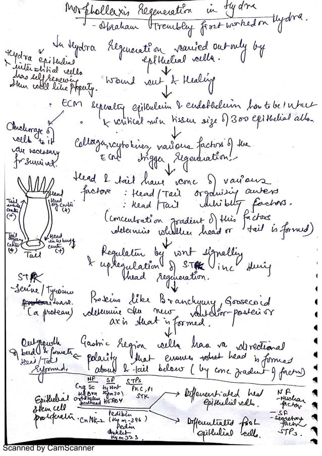 Developmental biology notes-Zoology, third year, Delhi University | PDF