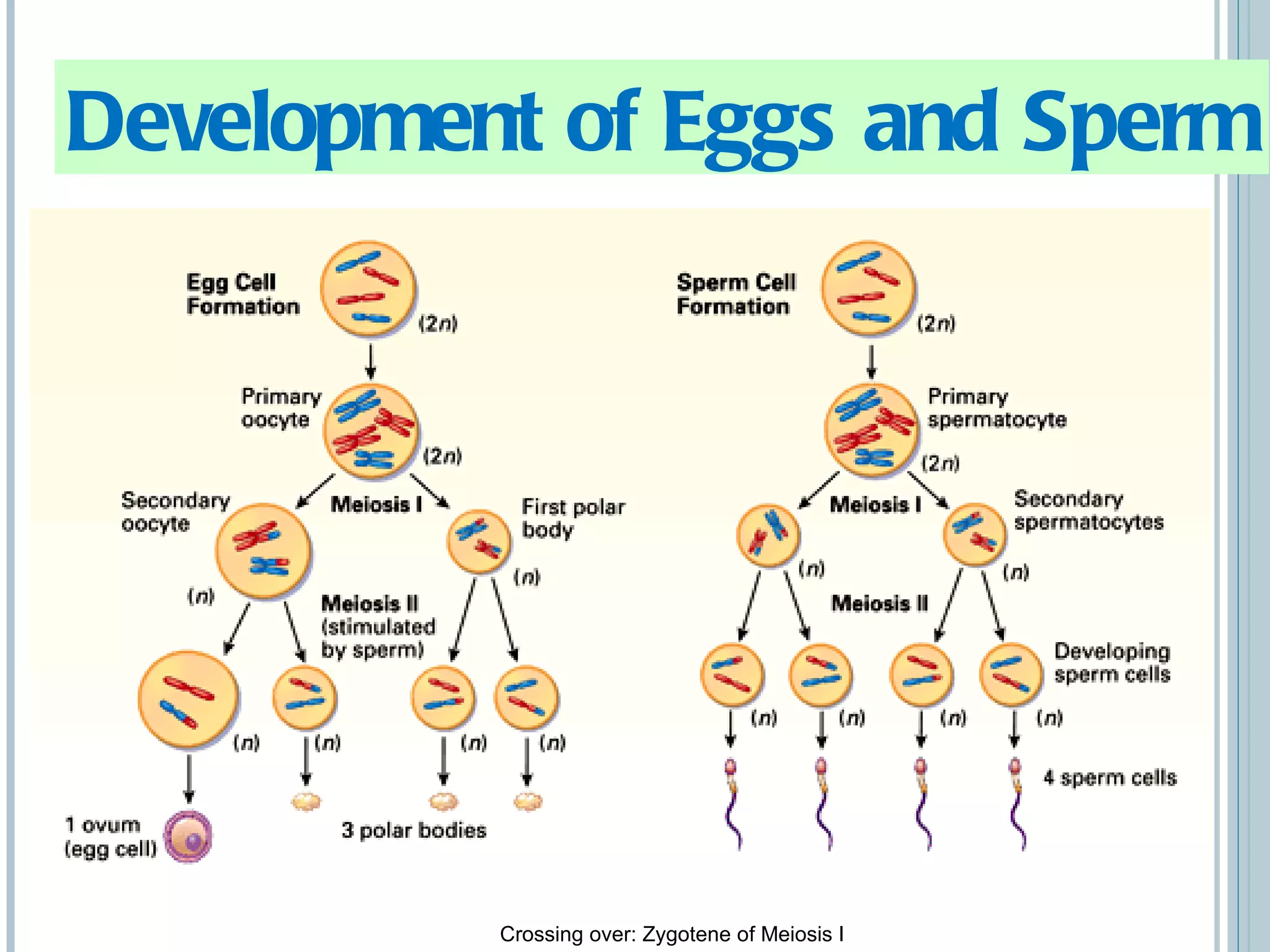 Developmental biology sp2 | PPT