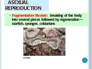 Developmental biology sp2 | PPT