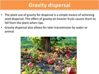 seed develop ment | PPTX | Gardening | Home & Garden