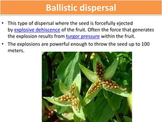 seed develop ment | PPTX | Gardening | Home & Garden