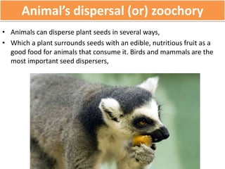 seed develop ment | PPTX | Gardening | Home & Garden