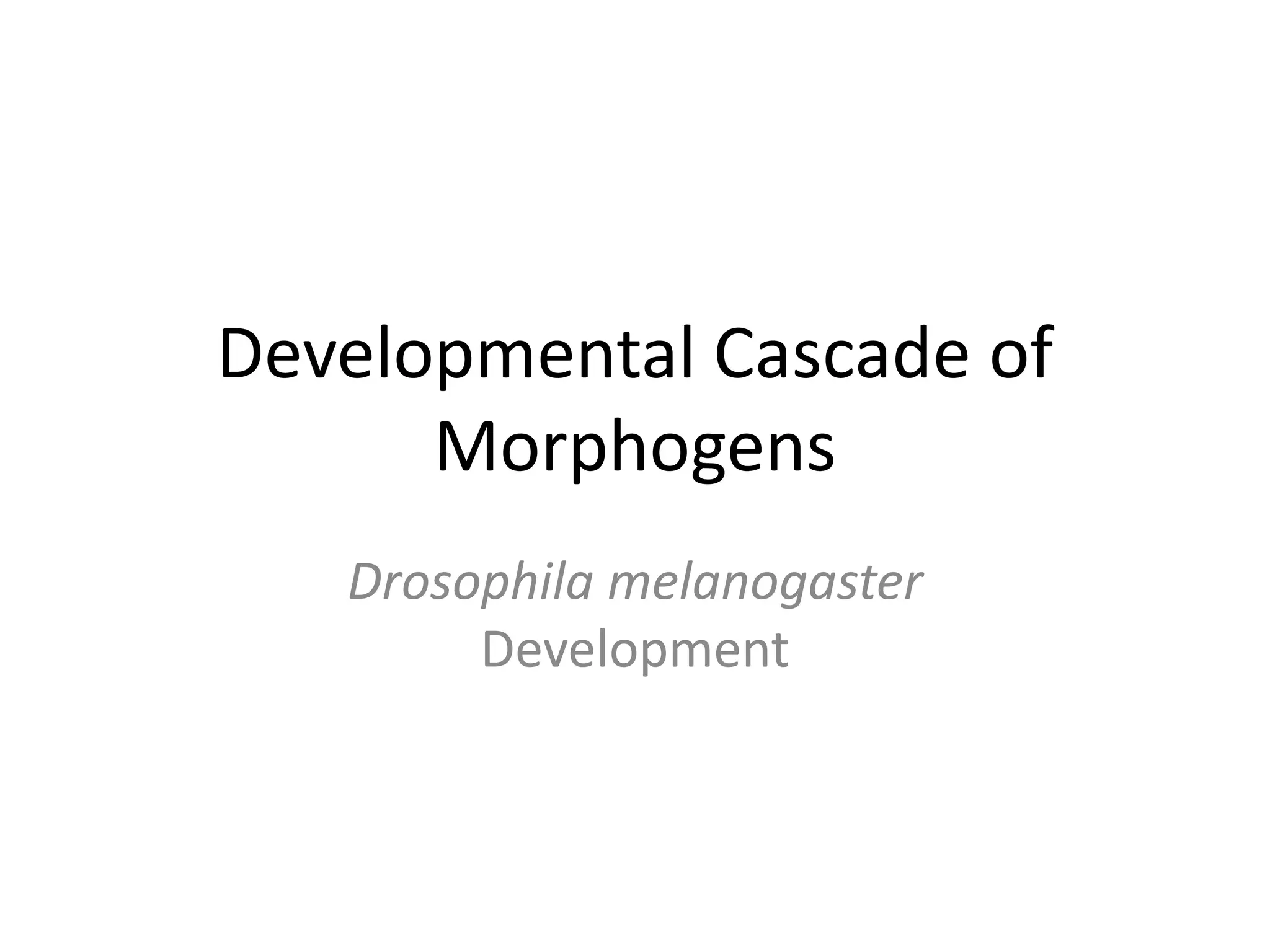 Developmental cascade of morphogens Define Drosophila Body Plan | PPTX
