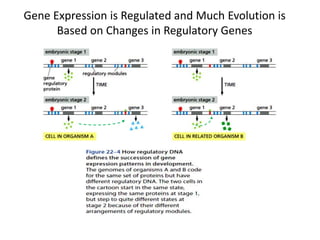 Developmental cascade of morphogens Define Drosophila Body Plan | PPTX