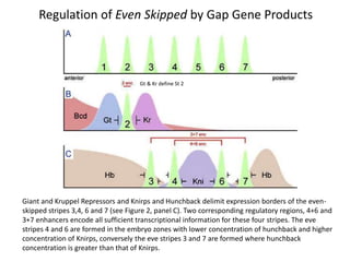 Developmental cascade of morphogens Define Drosophila Body Plan | PPTX