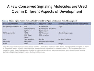 Developmental cascade of morphogens Define Drosophila Body Plan | PPTX
