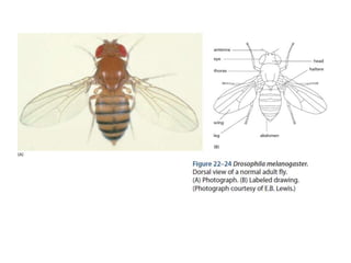 Developmental cascade of morphogens Define Drosophila Body Plan | PPTX