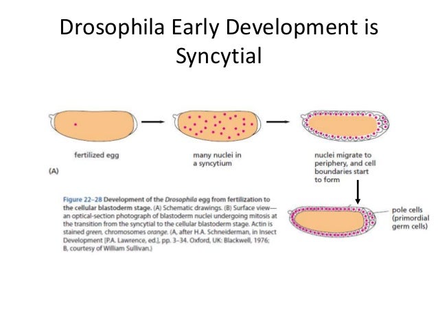 Developmental cascade of morphogens Define Drosophila Body Plan