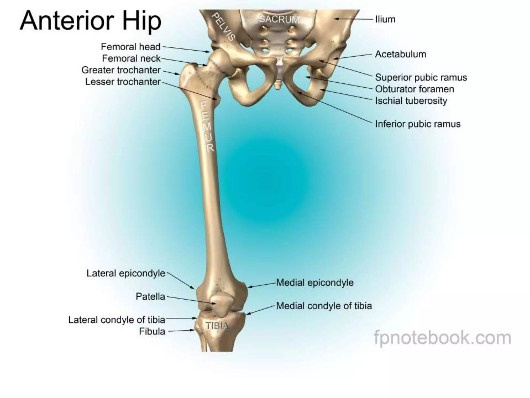 DEVELOPMENTAL DISPLASIA OF THE HIP.pptx