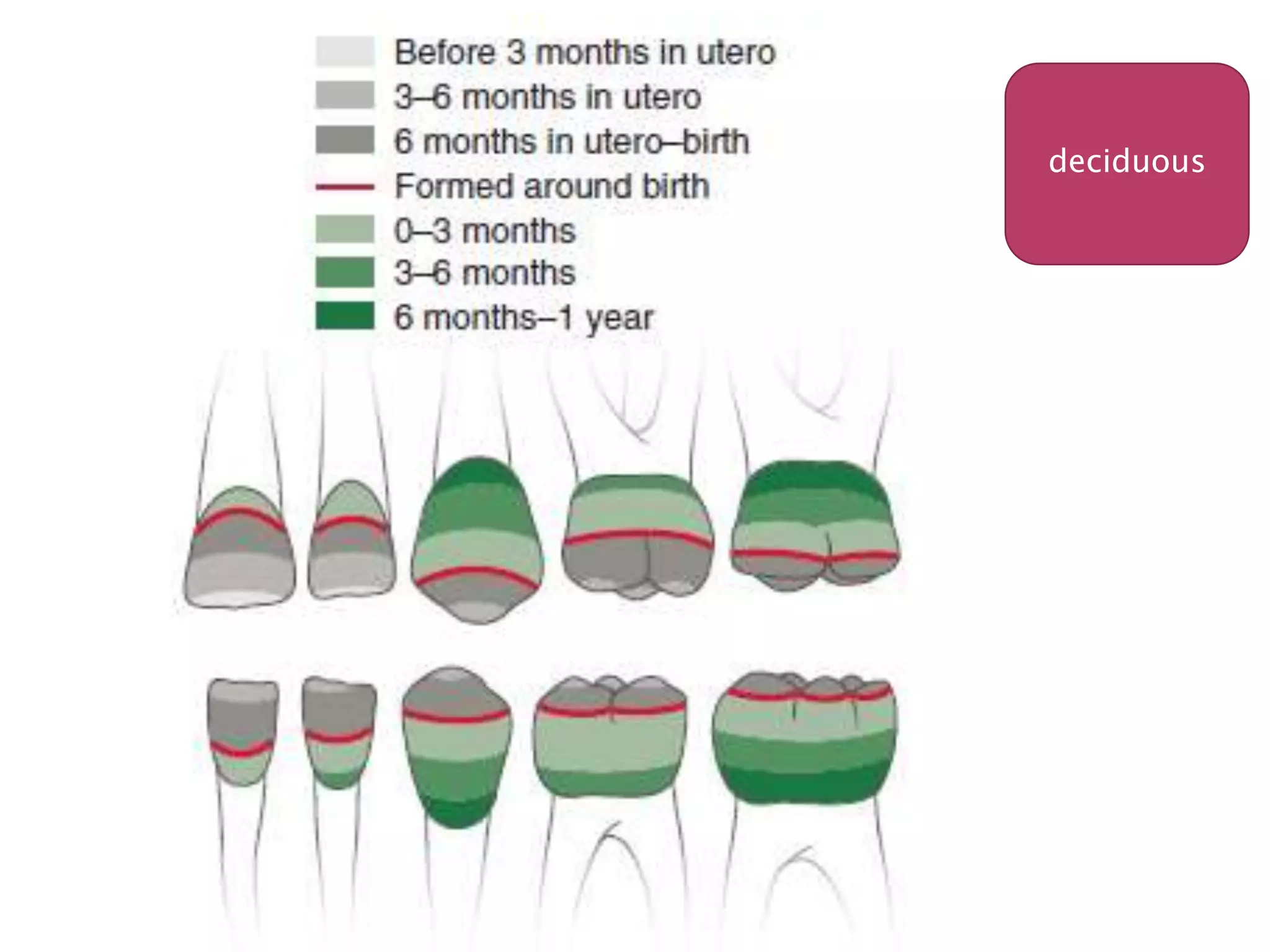 Developmental disturbances of tooth structure | PDF