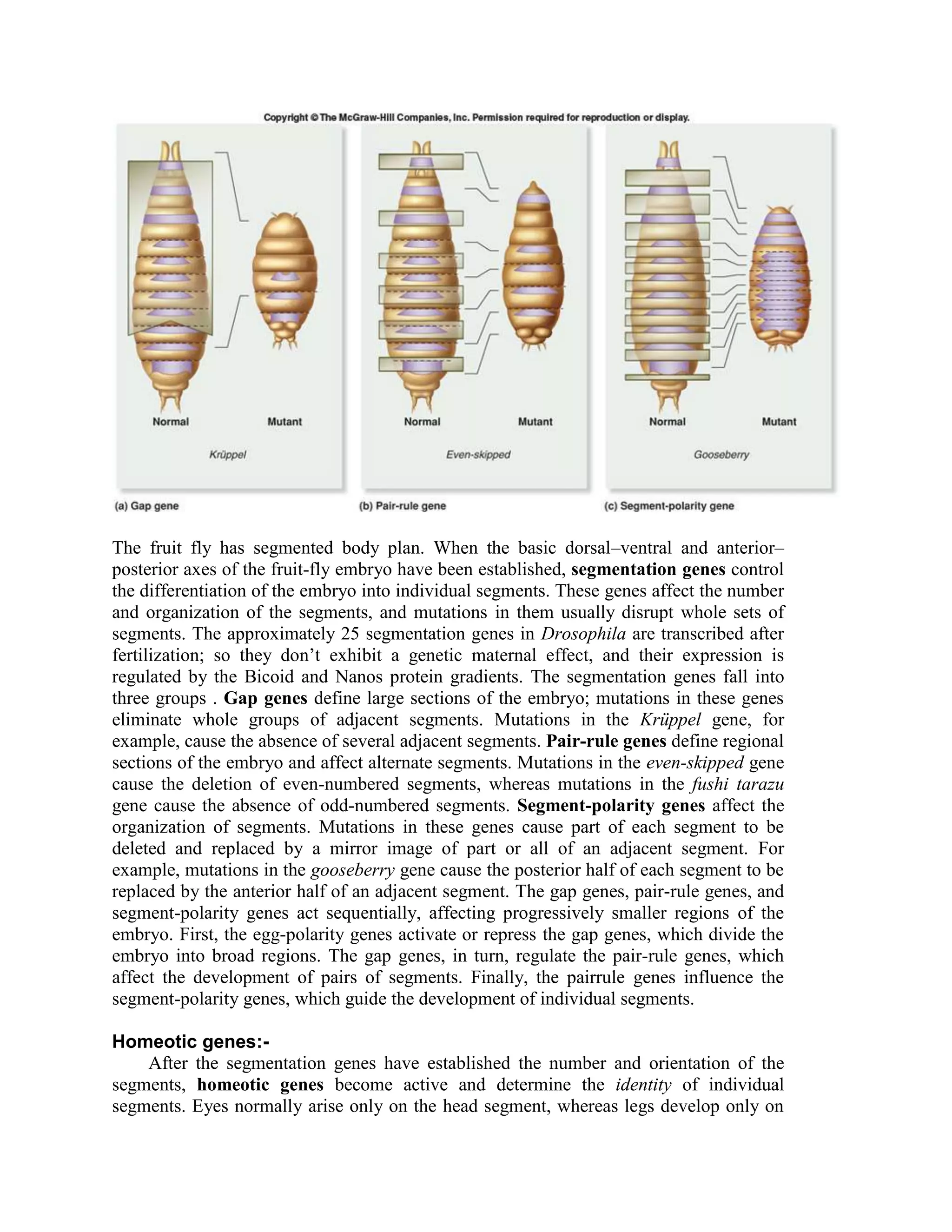 Developmental genetics | DOCX